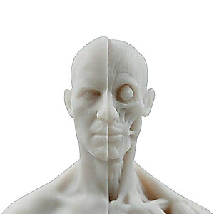 Human Body Musculoskeletal Anatomical Model for Study and Teaching (30CM2)