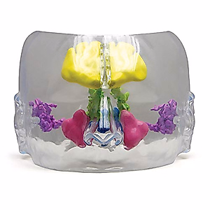 GPI Anatomicals - Clear Sinus Model | Human Body Anatomy Replica of Sinus Cavities for Doctors Office Educational Tool