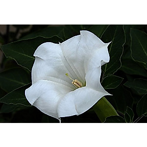 Non GMO Bulk Morning Glory, Moonflower Flower Seeds (1/4 Lb)