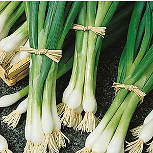 CHUXAY GARDEN 500 Seeds Welsh Bunching Onion,Spring Onion, Japanese Leek,Stone Leek Fresh Vegetable Seed Ornamental Plant Unique Mild Flavor