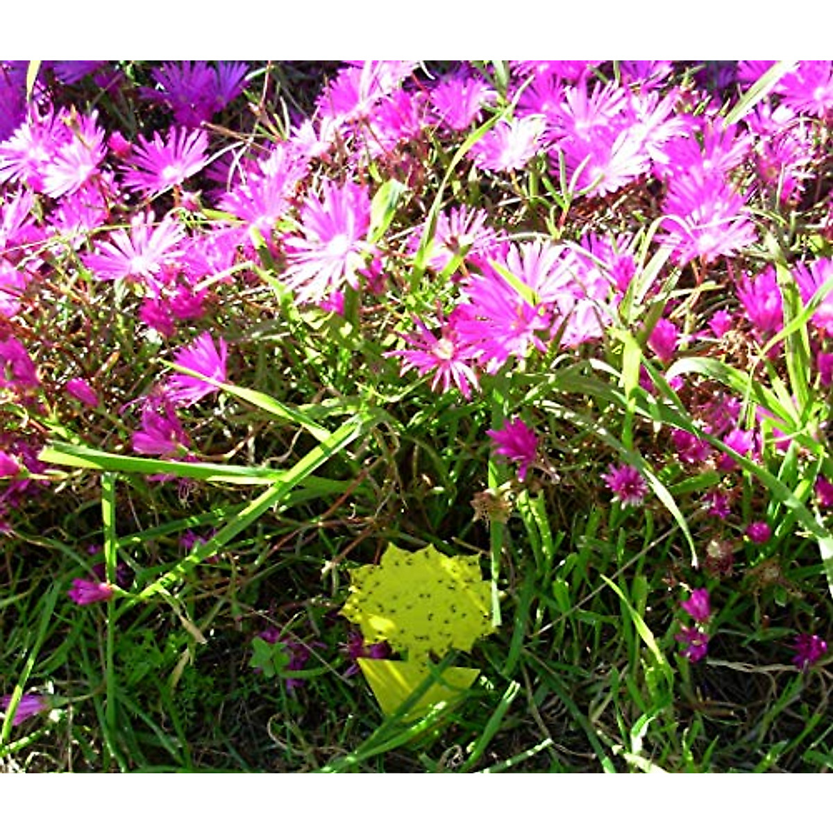 Yellow Dual Sticky Fly Traps (10 Pack) for Fruit Fly Gnat Whiteflies Fungus Gnats Small Insects Houseplant Eco Friendly 21C Save A Garden Flower Shape