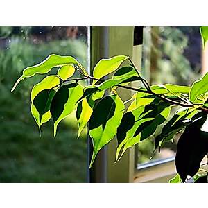 Ficus Benjamina Bonsai Weeping Fig Tree 20+ Seeds for Planting Non-GMO Houseplant