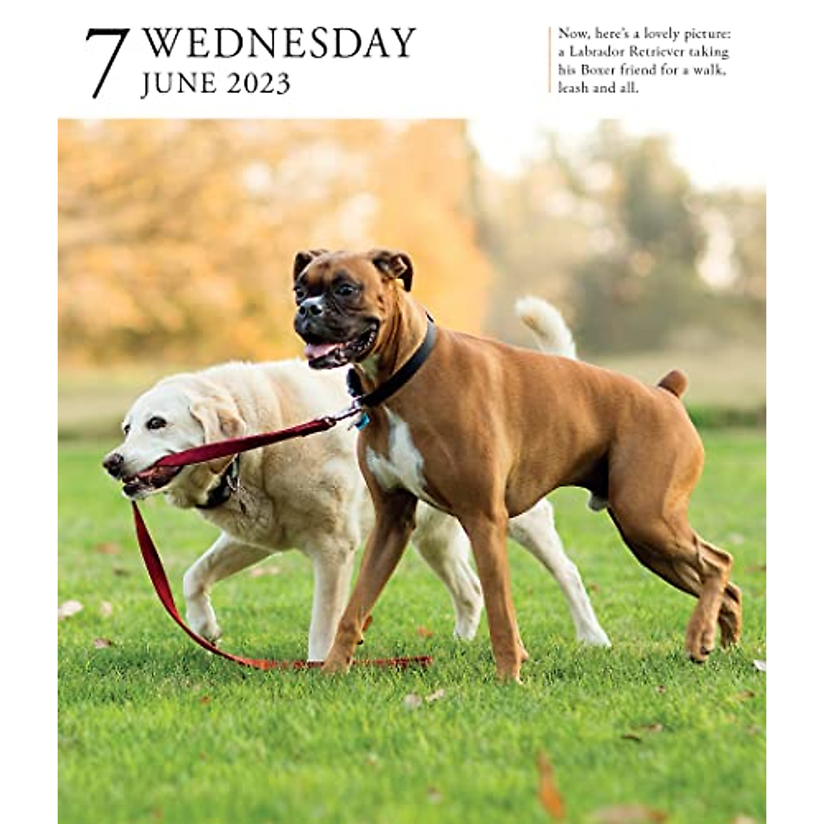 Dog Page-A-Day Gallery Calendar 2023: An Elegant Canine Celebration