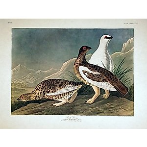 Rock Grous. From"The Birds of America" (Amsterdam Edition)