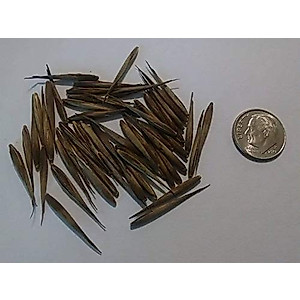 Giant Bamboo Seeds for Planting - 50+ Seeds - Grow Giant Bamboo, Privacy Screen, Good for Environment - Ships from Iowa