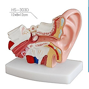Doc.Royal Human Professional Desktop Ear Joint Simulation Model Medical Anatomy PVC Plastic Type DR-XF-102