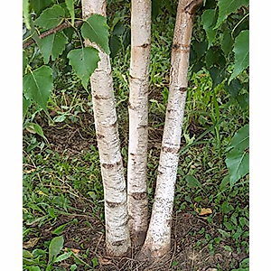 50+ White Paper Birch Tree Seeds (Betula Papyrifera) Fast Growing Showy - Seeds for Planting