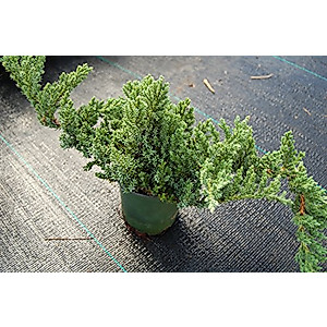 Dwarf Japanese Garden Juniper- Juniperus procumbens ‘Nana’ - 4" Potted - Healthy Evergreen Plant - Plant Great for Bonsai - Each 1 by Growers Solution