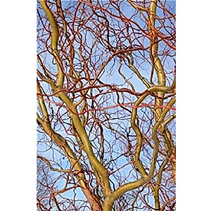 New Life Nursery & Garden Scarlet Curls Weeping Willow, Live Plant, Quart Pot