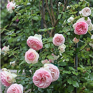 CHUXAY GARDEN Pink and White Rose Seed 200 Seeds Heirloom Eden Roses Rose Bush Highly Fragrant Perennial Ornament Flower Eye-catching Decoration