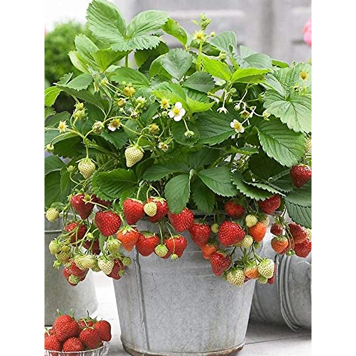 200+ Wild Strawberry Strawberries Seeds - Fragaria Vesca - Edible Garden Fruit Heirloom Non-GMO - Made in USA, Ships from Iowa.