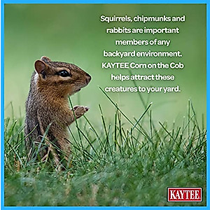 Kaytee Corn On The Cob Food For Wild Squirrels, Rabbits, Chipmunks and Other Backyard Wildlife, 6.5 Pound