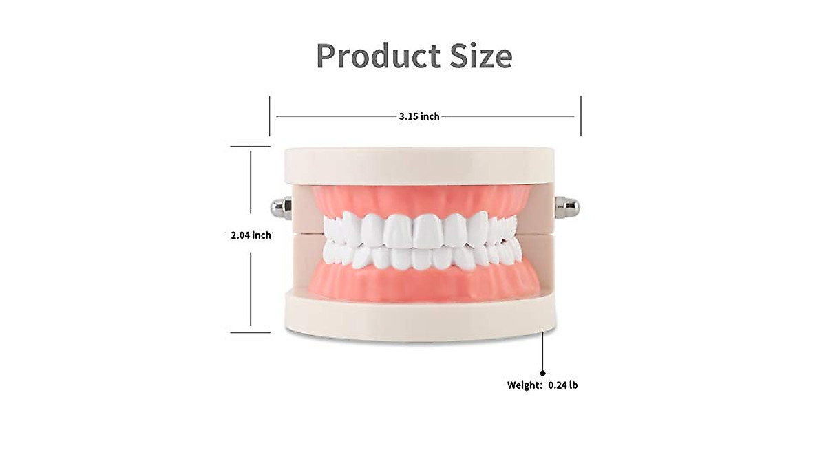 Dental Adult Standard Teeth Model for Education and Demonstrations