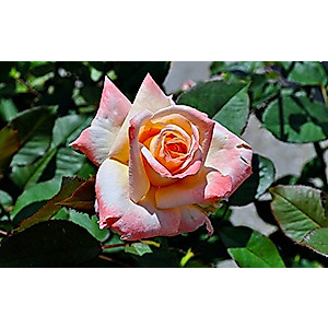 Nelson Plant Food Rose Food for All Types of Roses Climbing Tea Knock Outs Grandiflora with Five Sources of Nitrogen Nutri Star 18-14-10 (2 LB)