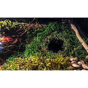 Galápagos (05346) Mossy Cave Hide, 4", Green