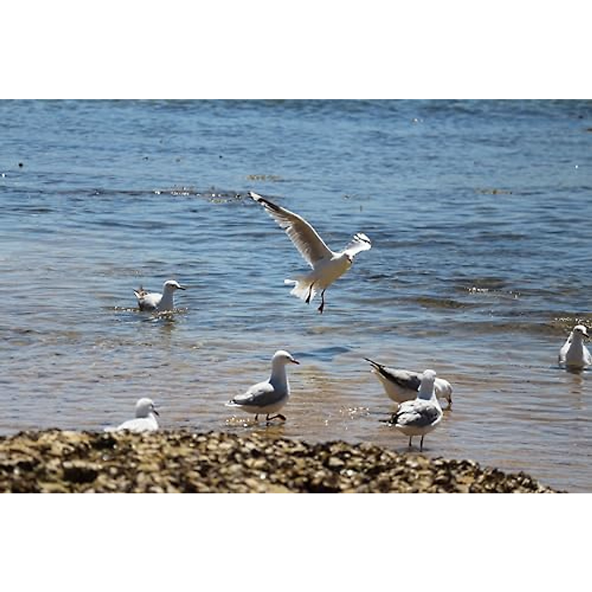 Canon EF-M 55-200mm f/4.5-6.3 Image Stabilization STM Lens (Black) International Version (No Warranty)