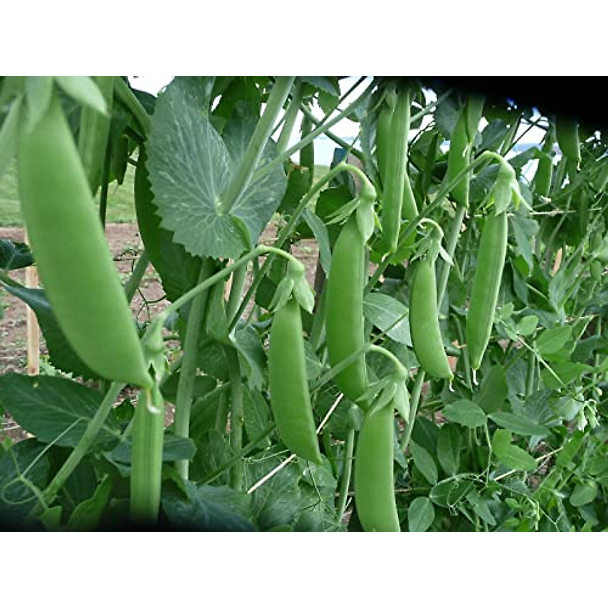 30 Sugar Snap Pea Seeds for Planting Heirloom Non GMO 7+ Grams Garden Vegetable Bulk Survival