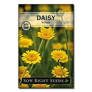 Sow Right Seeds - Yellow Daisy Flower Seeds for Planting, Beautiful Flowers to Plant in Your Garden; Non-GMO Heirloom Seeds; Wonderful Gardening Gifts (1)