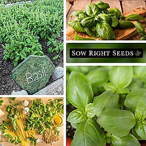 Sow Right Seeds - Genovese Sweet Basil Seed for Planting - Heirloom, Non-GMO with Instructions to Plant and Grow a Kitchen Herb Garden - Great Gardening Gift - Minimum of 500mg per Packet (1)