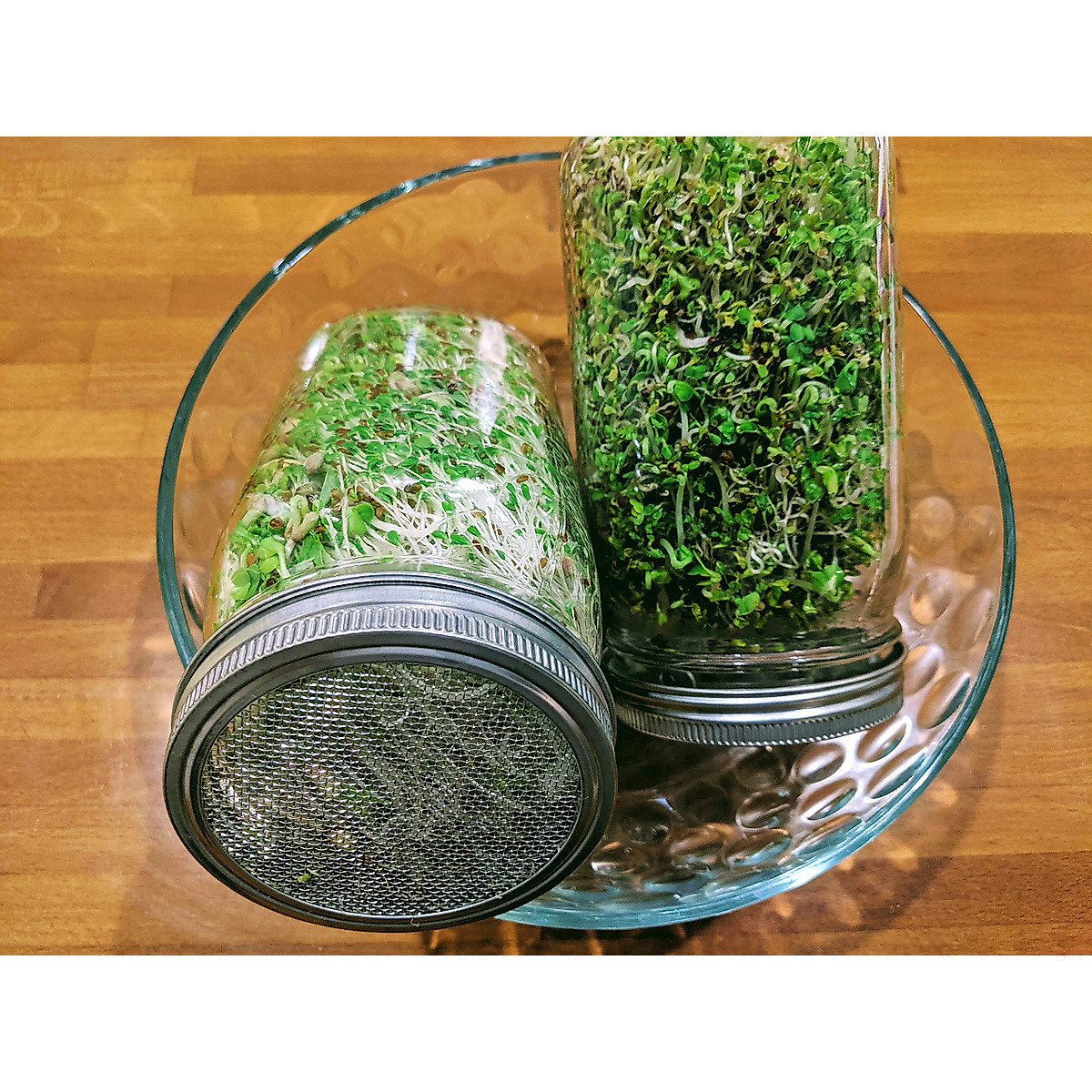 Sprouting Jar with Screen Lid-316 Stainless Steel 100% Rust Free, Wide Mouth Quart Mason Jar Kit Sprouter, Organic Healthy Fresh Broccoli, Alfalfa, Mung Bean Sprouts and more (Seeds not included)