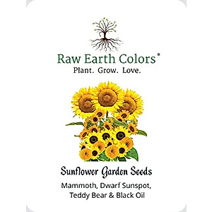 Dwarf and Mammoth Sunflower Seeds for Planting to Plant and Grow Dwarf and Giant Mammoth Sunflower Garden (Helianthus annuus).