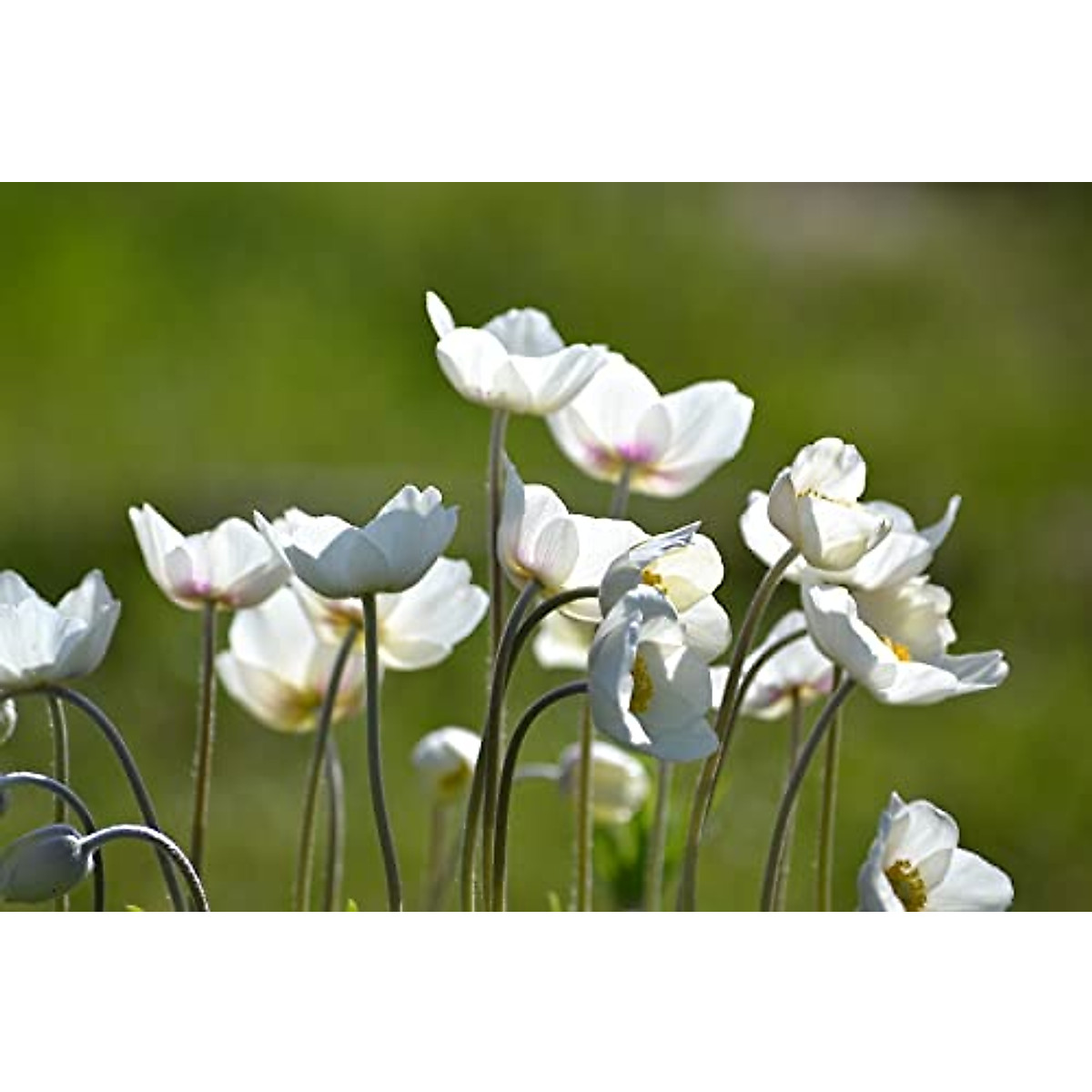 Ivory Castle White California Poppy Seeds for Planting, 1000+ Seeds Per Packet, (Isla's Garden Seeds), Non GMO & Heirloom Seeds, Scientific Name: Eschscholzia californica, Great Home Garden Gift