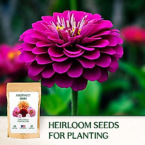 Giant Dahlia Flowered Mix - Beautiful Flowers Seeds for Planting Outdoors in Your Home Garden - 144+ Non GMO Seeds Per Packet - Mix Seeds to Attract Pollinators: Birds, Butterflies, and Bees