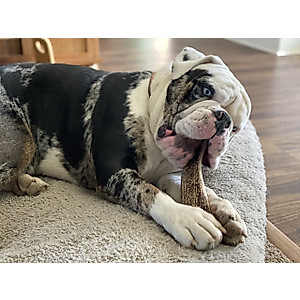 Elkhorn Premium Chews - Large Split Single Pack (for 30-50 lb Dogs) Premium Grade Elk Antler for Dogs (1 Piece) Sourced in The USA