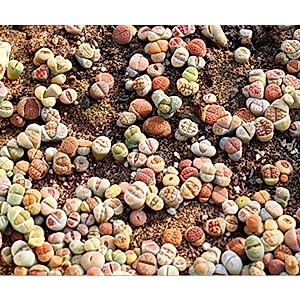 Micro Landscape Design Lithops 25 Seeds with High Germination Freshly Harvest with Mini Live Lithops and Germination Kit (Lithops Seed Mix + Mini Plant + Kit)