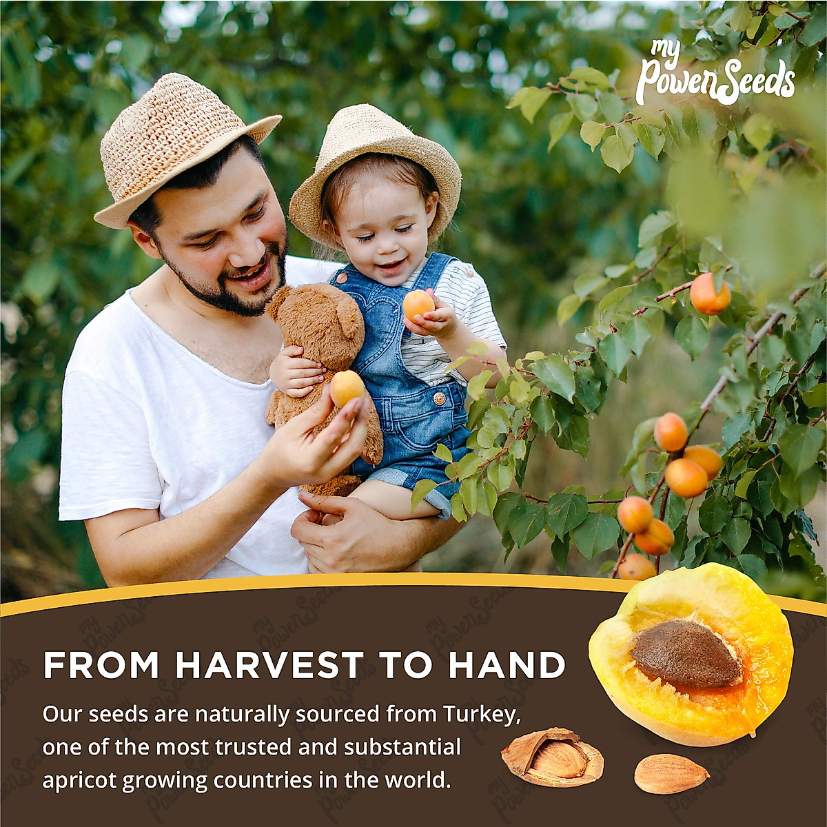 My Power Seeds Organic Raw Bitter Apricot Seeds I Non-GMO, Vegan, Gluten Free, Raw, and Source of Vitamins & Minerals I Rich in Vitamin E, Omega 3, and More! I (Apricot Seeds, 1LB Bag)