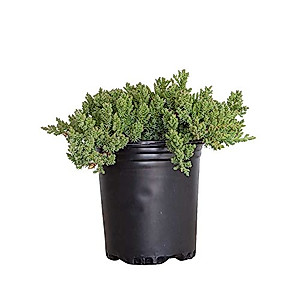 Procumbens Nana Juniper (2.5 Quart) Low-Growing Evergreen Groundcover Shrub - Bonsai Tree Live/Desk Plants Live Houseplants - Zen Garden Ecosphere