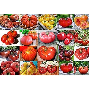 Mixed Seeds! 30 Giant Tomato Seeds, Mix of 19 Varieties, Heirloom Non-GMO, Brandywine Black, Red, Yellow & Pink, Mr. Stripey, Old German, Black Krim, from USA
