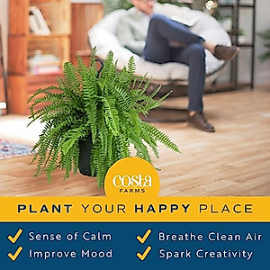 Costa Farms Boston Fern Live Plant, Outdoors or Indoor Houseplant in Hanging Basket Planter, Ferns Soil Mix, Real Plants Gift, Housewarming, Patio, Balcony, Front Porch Decor, 1-2 Feet Tall and Wide