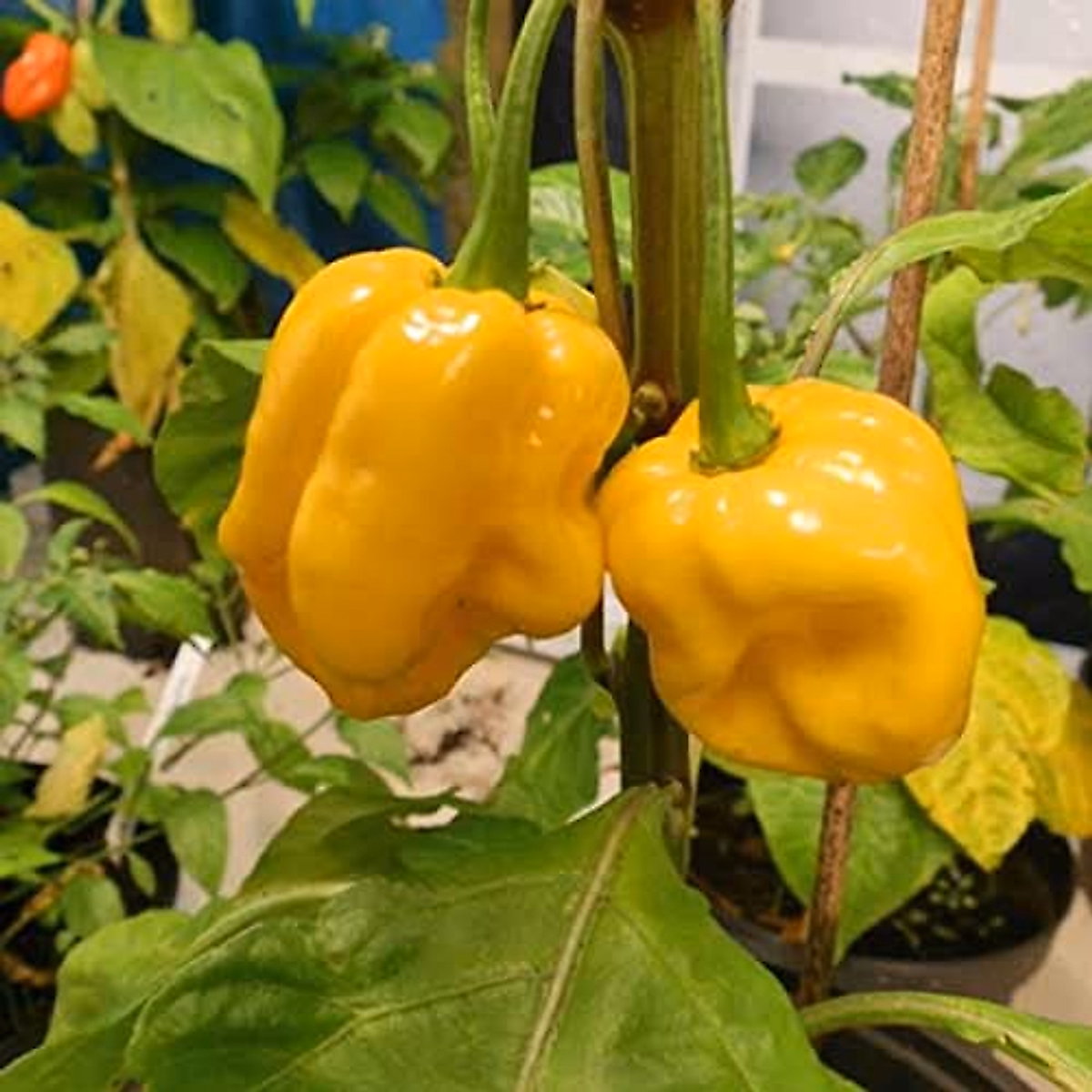 CHUXAY GARDEN Yellow Trinidad Moruga Scorpion-Capsicum Chinense,Hot Pepper 20 Seeds Vegetables Survival Gear Food Seed