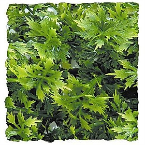 Zoo Med Laboratories SZMBU14 Natural Bushy Australian Maple, Small