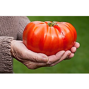 "The Delicious Giant" Beefsteak Tomato Seeds for Planting, 50+ Heirloom Seeds Per Packet, Non GMO Seeds, Botanical Name: Solanum lycopersicum, Can Grow to 1 Pound! Great Gift