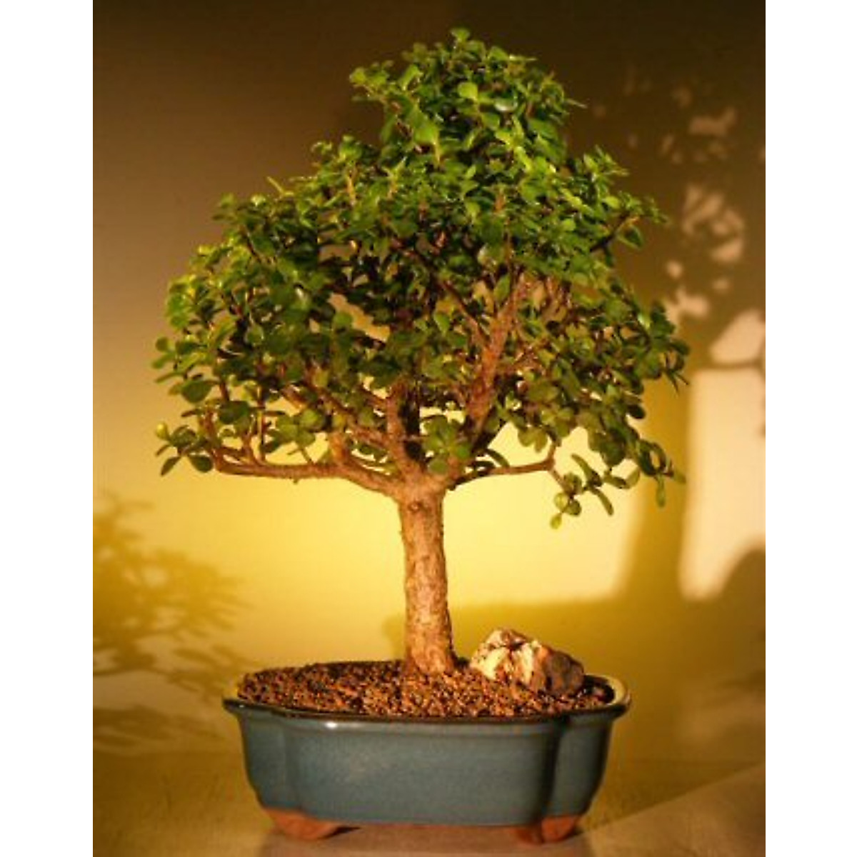 Bonsai Boy Baby Jade Bonsai Tree - Extra Large Portulacaria Afra