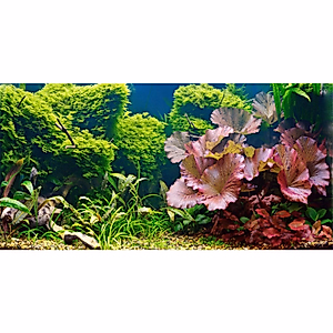 AWERT 48x24 inches Aquatic Plant Aquarium Background River Bed & Lake Fish Tank Background Vinyl