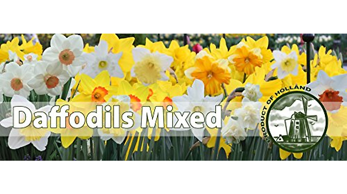 Mixed Daffodils Bulbs - Assorted Colors for Spring Garden