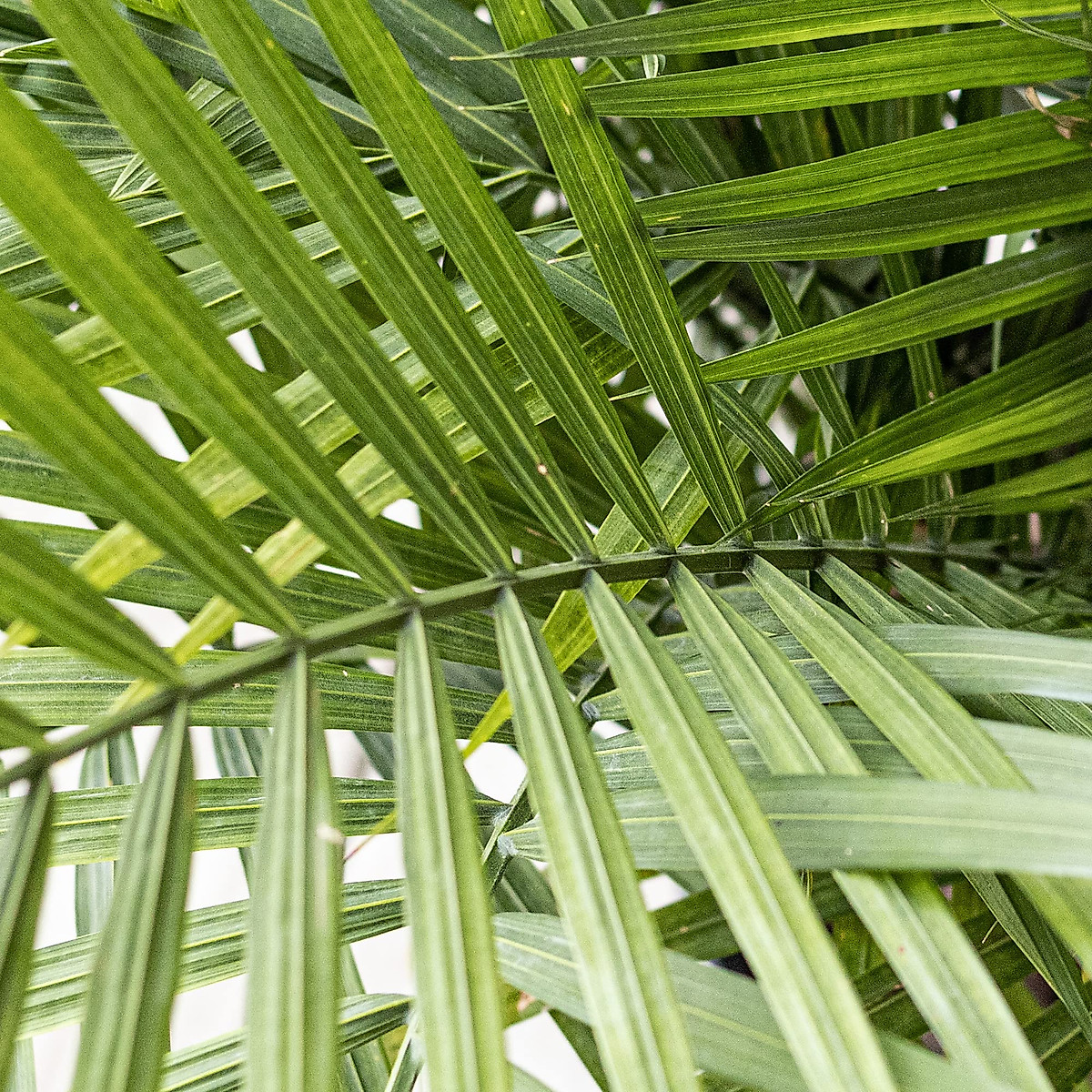 United Nursery Majesty Palm Live Plant, Outdoor and Indoor Live Palm Tree, Low Maintenance Easy Care Outdoor Indoor Tropical Palm Tree 3 Feet Tall Shipping Size