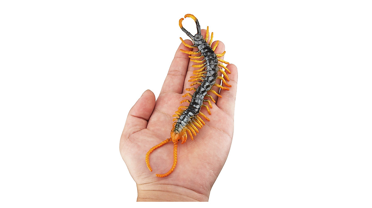 Toymany Realistic Bug Figures Set - 12 High-Quality Toys