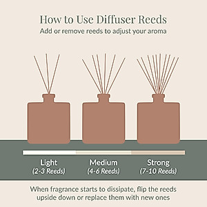 Archipelago Botanicals Charleston Reed Diffuser, Home Fragrance Reed Diffuser, Includes Fragrance Oil, Frosted Glass Vessel & 10 Diffuser Reeds, Perfect for Home, Office or Gift, 7.6 Fl Oz