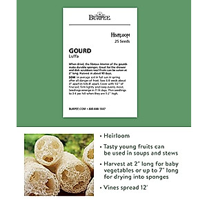 Burpee Ornamental Luffa Gourd Seeds 25 seeds