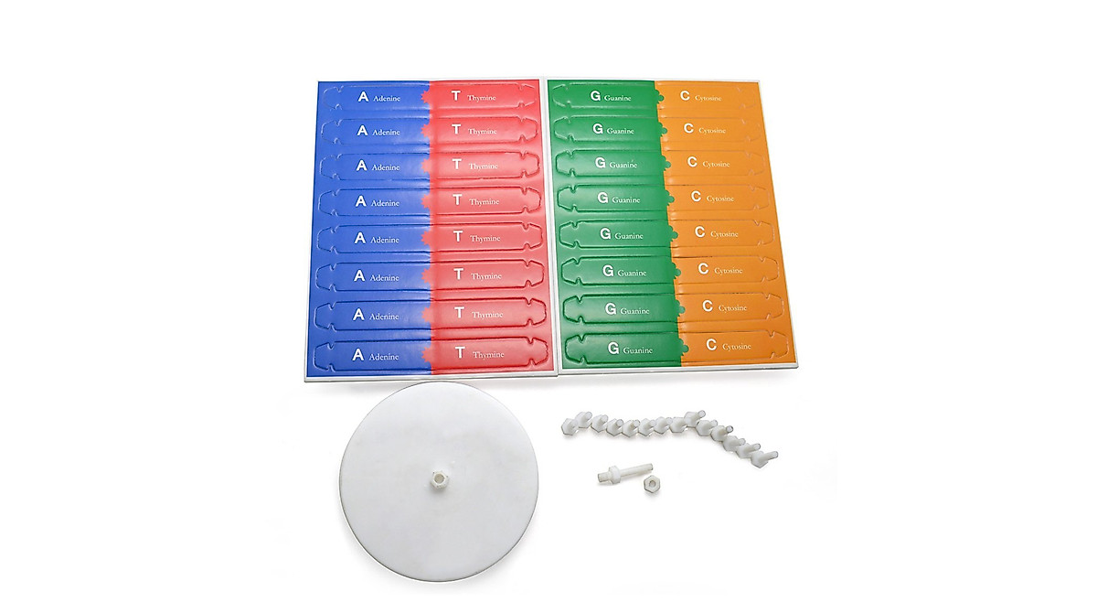 HMANE DNA Double Helix Model - Educational Science Toy for Kids