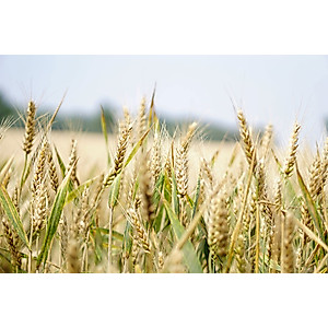 Organic Italian Pearled Farro - Raw, Non-GMO, Vegan, Bulk, Protein, Fiber Rich (5LB)