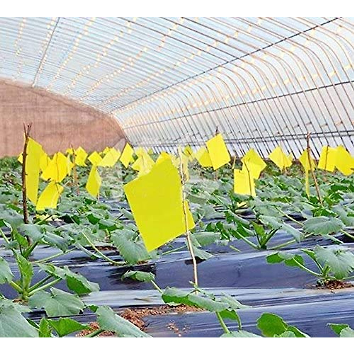 20 Count Dual Yellow Sticky Traps 8 X 6 Inch Set for Flying Plant Insect Like Fungus Gnats, Aphids, Whiteflies, Leafminers -Included 20pcs Twist Ties