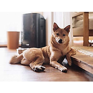 PET SUPPLEMENTS Digestive Dog Chews - Dog Digestive AID - PROBIOTICS - Powerful Formula - Beef Liver Treats - 3 Bottle (180 Chews)