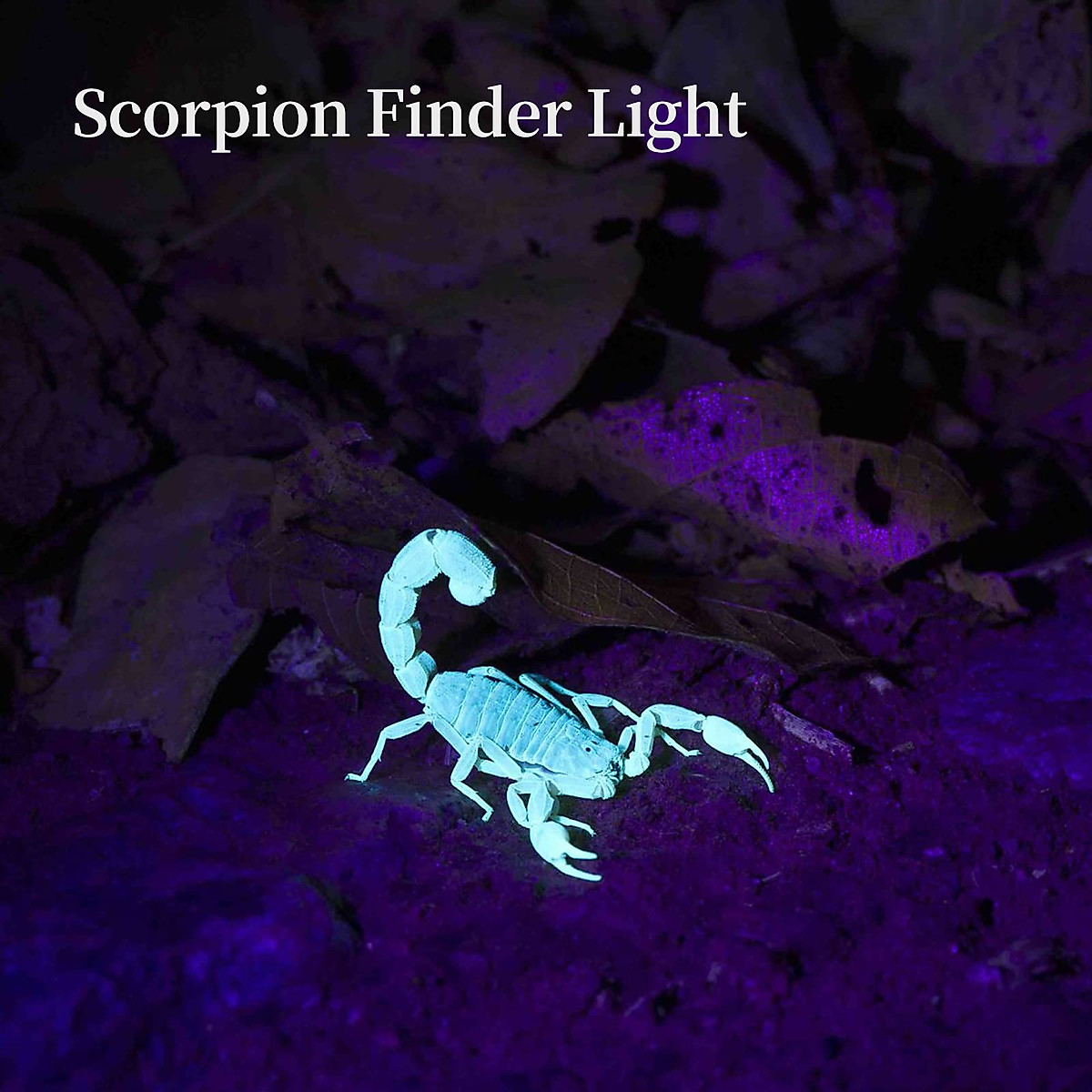 TNATRA UV 365nm and 395nm Flashlight, UV Blacklight for UV Glue Curing,Rocks & Minerals Hunting,Pet Stain Detector&Scorpion Finder, Dry Stain, Portable&Zoomable LED Ultraviolet Flashlight