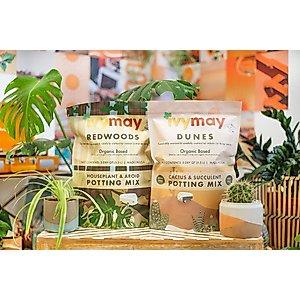 IvyMay Dunes Succulent Soil ― Organic Cactus Soil Potting Mix for Succulents, Ready to Use Potting Soil Indoor Plants with Perlite, Pumice, Earthworm Castings, Essential Oils ― 5 qt