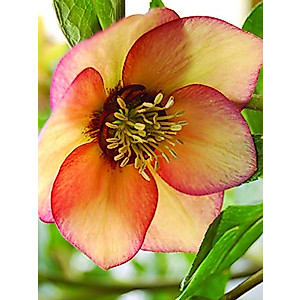 Perennial Farm Marketplace (Helleborus W.J. 'Apricot Blush') Perennial, 1 Quart, Peachy Yellow Flowers with Rose-Pink Veins